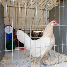 Blog Listing | Farm Credit of the Virginias